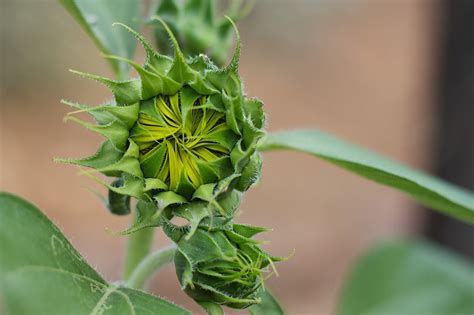 무료 이미지 잎 녹색 생기게 하다 식물학 플로라 해바라기 야생화 닫다 싹 씨앗을 찌르는 매크로 사진 꽃