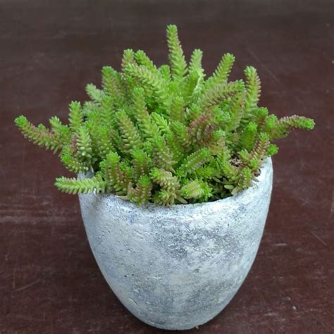 Sedum Sexangulare Cuttings