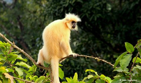 Golden Langur Trachypithecus Geei Mangahelpers