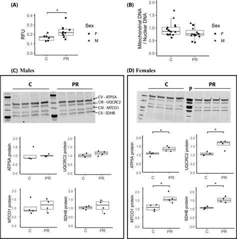 Mitochondrial Membrane Potential Dna And Protein Quantification From