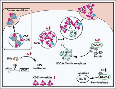 Cd63 Is Regulated By Iron Via The Ire Irp System And Is Important For