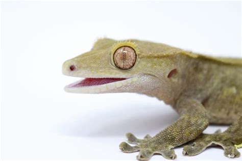Crested Gecko Correlophus Ciliatus Close Up White Background Stock