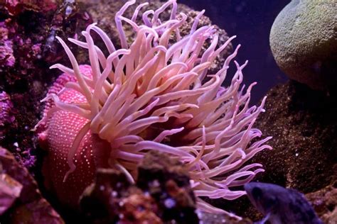 The Mysterious Sea Anemones Types And Care