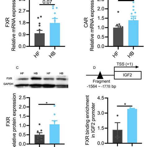 Transcription Factors Relate To Bile Acids In Breast Muscle Broiler Download Scientific Diagram