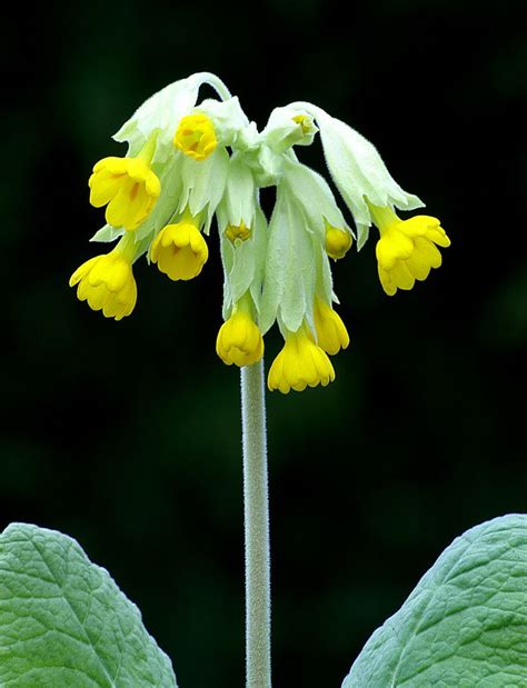 Cowslip Primula Veris British Wild Flowers Primula Planting Flowers