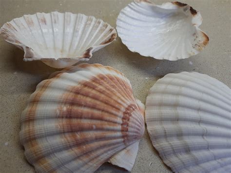 Scallop Shells Seashell Free Photo On Pixabay Pixabay