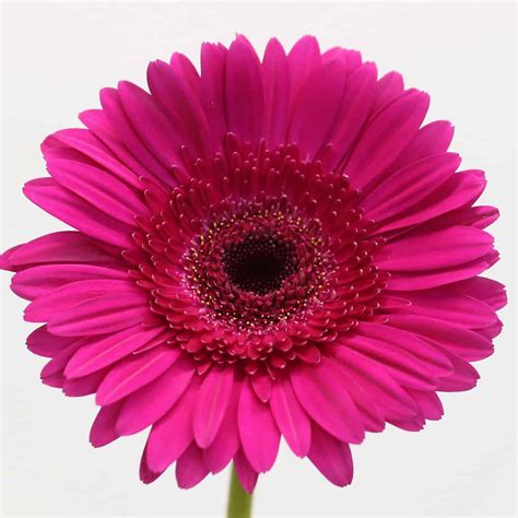 Gerbera Passoa Bulk Diy Bulk Flowers In Montreal Le Bouquet