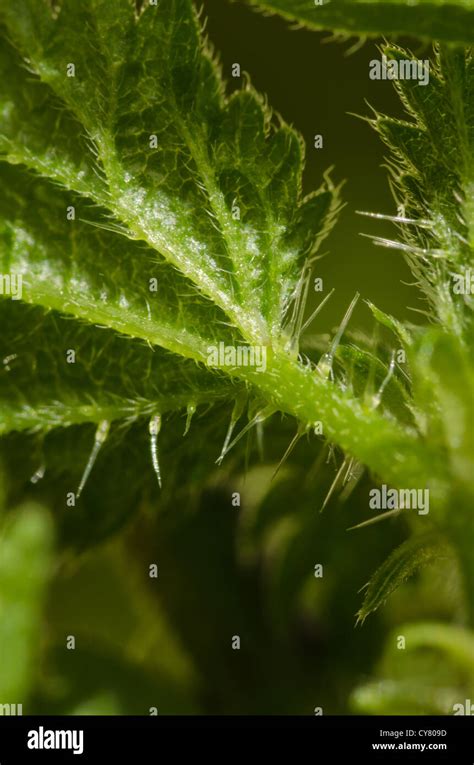 What Does A Rash From Stinging Nettle Look Like At Carolyn Ring Blog