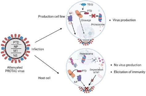 Overview Of The Protac Based Vaccine Design The Ubiquitinated Viral Download Scientific