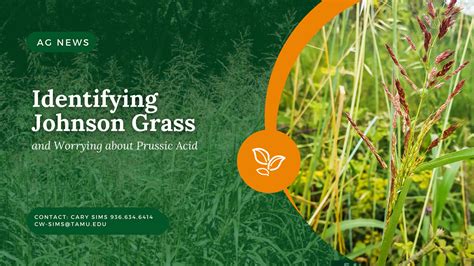 Identifying Johnson Grass And Worrying About Prussic Acid Texas