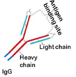 Difference Between IgM And IgG With Comparison Chart Bio Differences