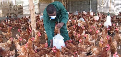 How Artificial Intelligence Is Transforming The Poultry Industry In The