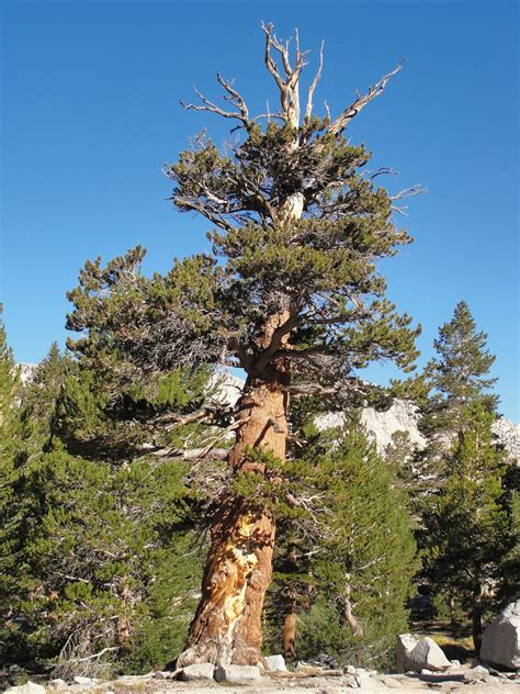 Foxtail Pine Pinus Balfouriana Ssp Austrina Near Arrowhead Lake On