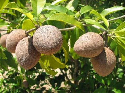Jenipapo Fruta 15 Benefícios Informação Nutricional E Malefícios Dr