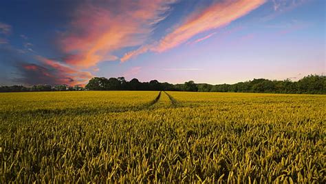 Royalty Free Photo Man Standing On Wheat Field Pickpik