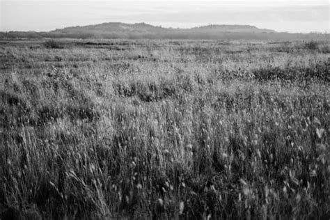 Grayscale Photo Of Grass Field Photos By Canva