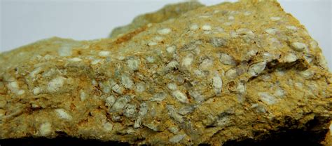 Csms Geology Post Fusulinids Brachiopods Southeast Asia And Mungo Jerry Csms Geology Post Fusulinids Brachiopods Southeast Asia And Mungo Jerry