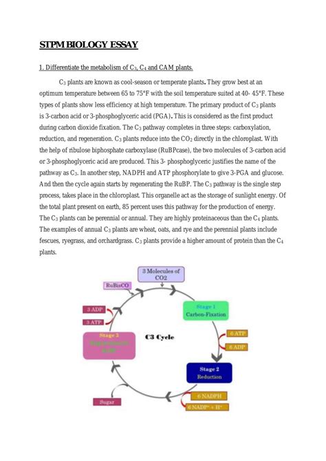 Limiting Factor Biology
