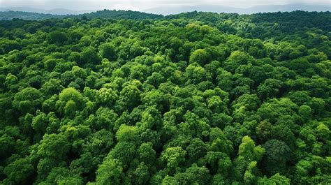 Overhead Perspective Exploring The Lush Rainforest Ecosystem With