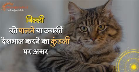 Best Astrologer In Indore Sahu Ji बिल्ली को पालने या उसकी देखभाल करने का कुंडली पर असर