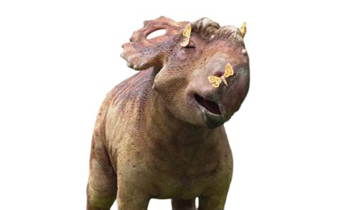 Patchi By Dracoawesomeness On Deviantart