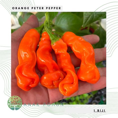 Jual Benih Bibit Biji Orange Peter Pepper Cabe Porno Pepper Seeds Shopee Indonesia