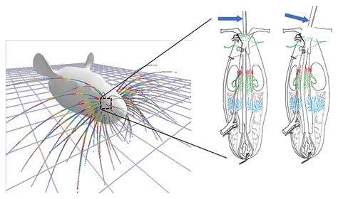 A Genius New Simulation Has Revealed More On How Whiskers Actually Work