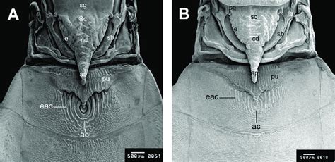 Scutellum By SEM A R Amazonicus B R Pictipes Sc Scutellum Sb Download Scientific