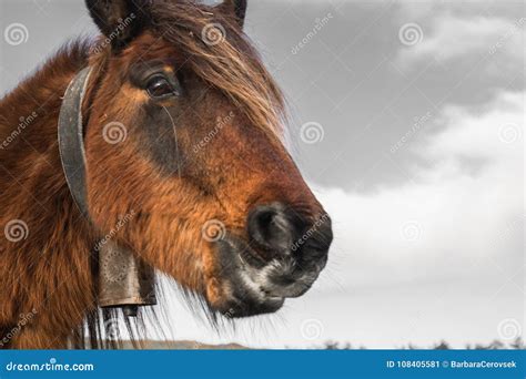 Close Up Portrait Of Cute Basque Horse Pottok In Countryside Mountains
