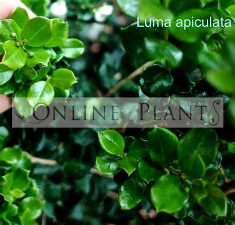 Luma Apiculata For Sale Online Plants Melbourne Australia
