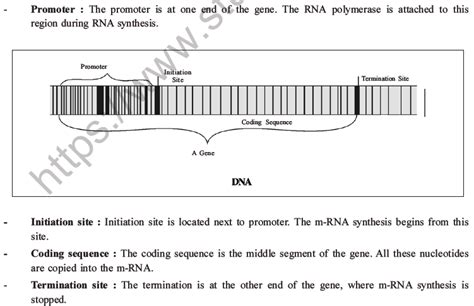 Neet Biology Molecular Basis Of Inheritance Mcqs Set A With Answers