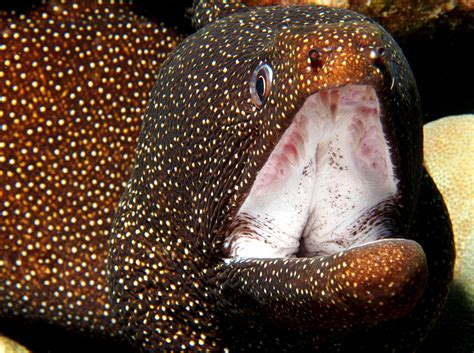 Whitemouth Moray Eel Gymnothorax Meleagris Big Island Hawaii