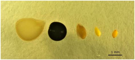 Amaranthus Retroflexus Seed