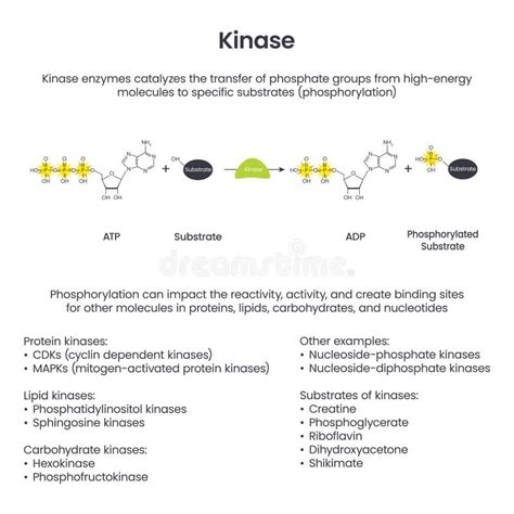 Specific Substrates Stock Illustrations 5 Specific Substrates Stock