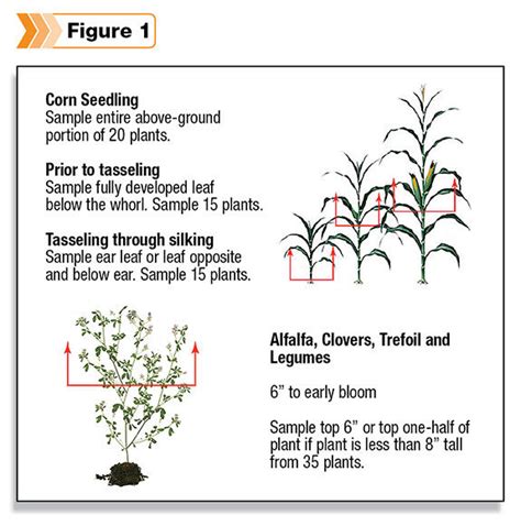 Tissue Sampling Provides Complete Story On Plant Health Ag Proud