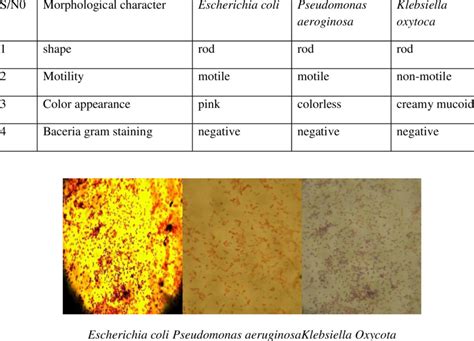 Morphological Identification Of Pathogenic Bacteria Download Scientific Diagram