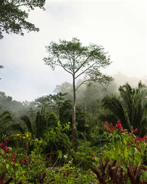 집 밖의 Purwokerto 경치 고요한 광야 길 나무 나뭇잎 녹색 녹지 농장 농촌의 맑은 공기 모험 무성한 밀림 박무 산길 생태 소나무