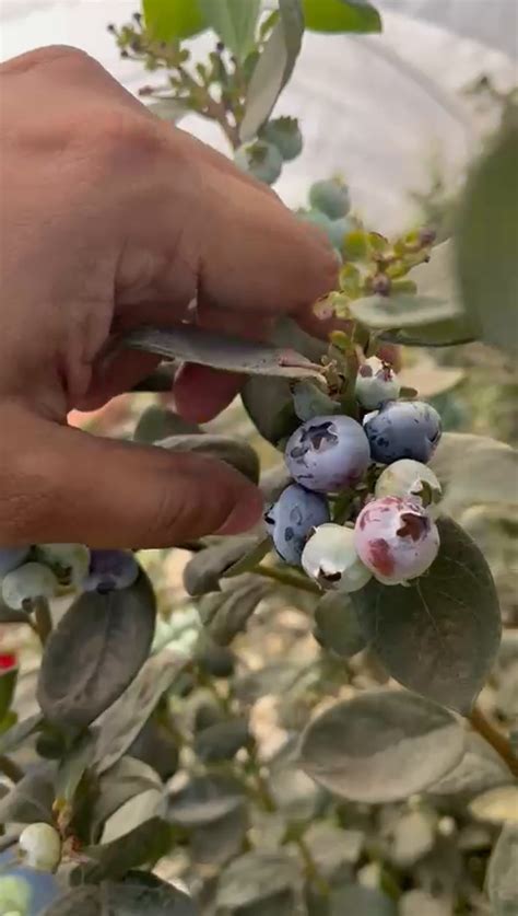 Blueb Detection Instance Segmentation Dataset By Berries