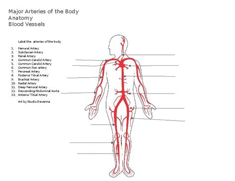 Human Artery Chart