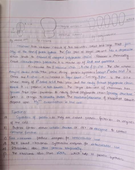 Ribosomes Class Eleven Biology