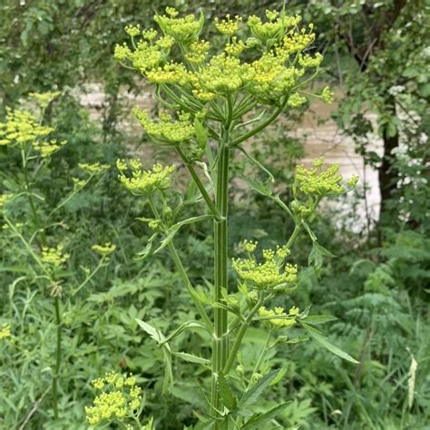 Spotting Invasive Plant Look Alikes In Your Garden Thompson Nicola Regional District Spotting Invasive Plant Look Alikes In Your Garden Thompson Nicola Regional District