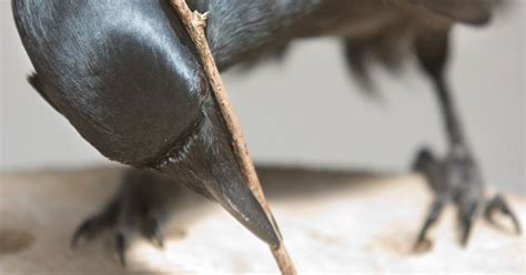 Corvid Tool Use Play And More Psychology Today
