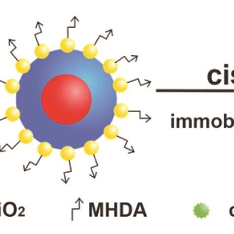 Scheme Of The Fe3o4sio2au Nps Biofunctionalization Process And
