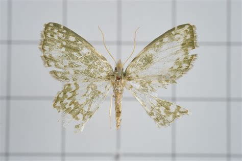 Berta Berta Picture Insect