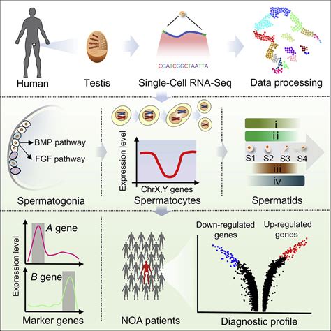 Single Cell RNA Sequencing Analysis Reveals Sequential Cell Fate Transition During Human