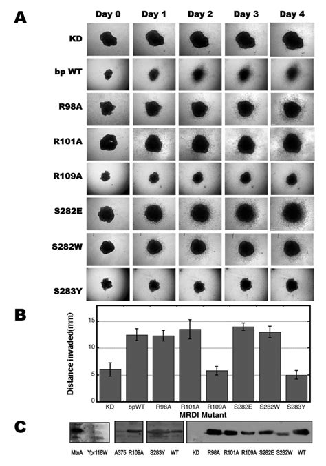 3d Spheroid Cell Invasion Assay For Mrdi Mutants A Representative