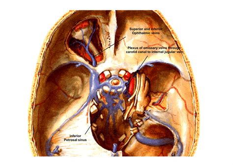 Cavernous Sinus Anatomy Pdf