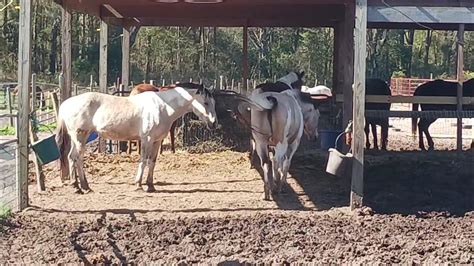 Honey Was Still Wanting To Pick On Sis Hazel A Sister Fight Feb 26 2024 Shorts Youtube