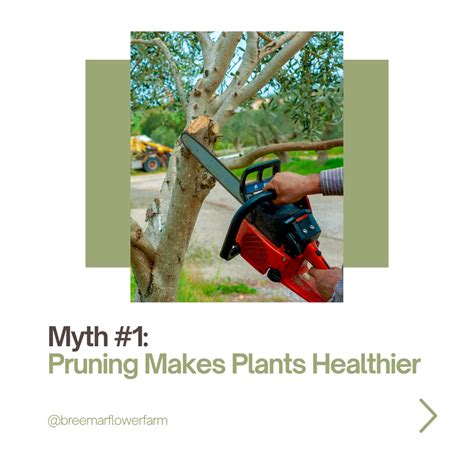 Master Gardener Training Series Tree Pruning — Breemar Flower Farm