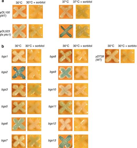 Mutant Strains Of Pichia Pastoris With Enhanced Secretion Of Recombinant Proteins Pmc